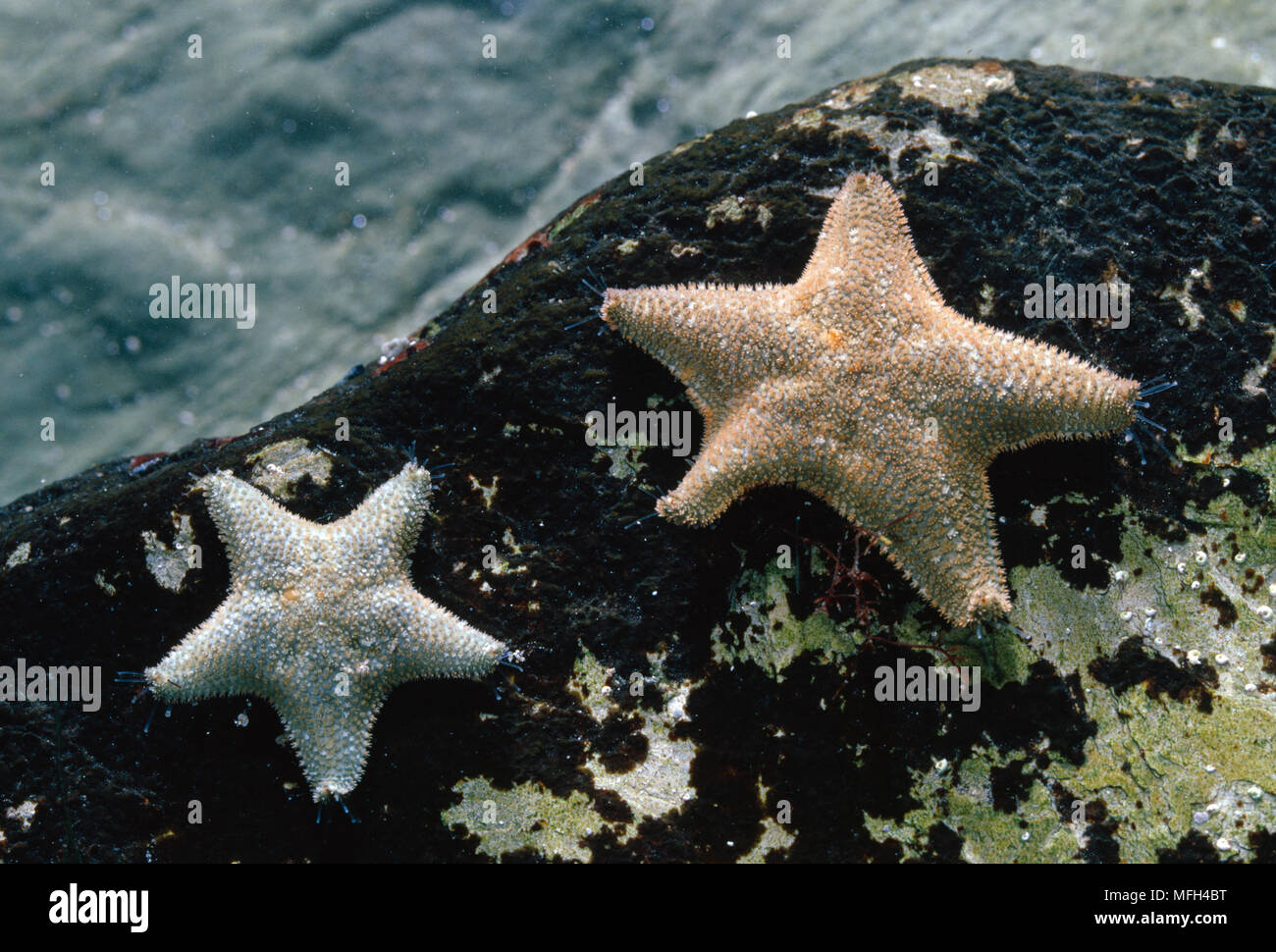 STARLETS Asterina gibbosa Stock Photo - Alamy
