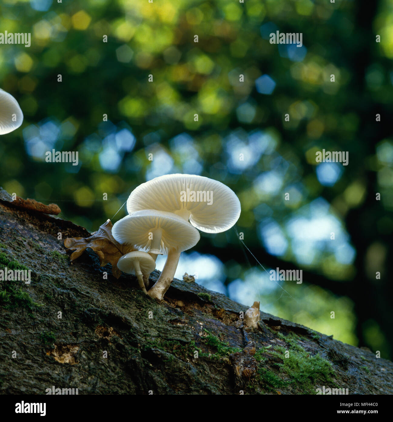 PORCELAIN FUNGUS on Beech log Oudemansiella mucida Summer, autumn ...