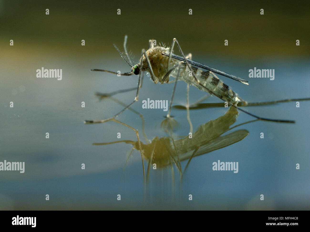 MOSQUITO on water surface having newly emerged Stock Photo - Alamy