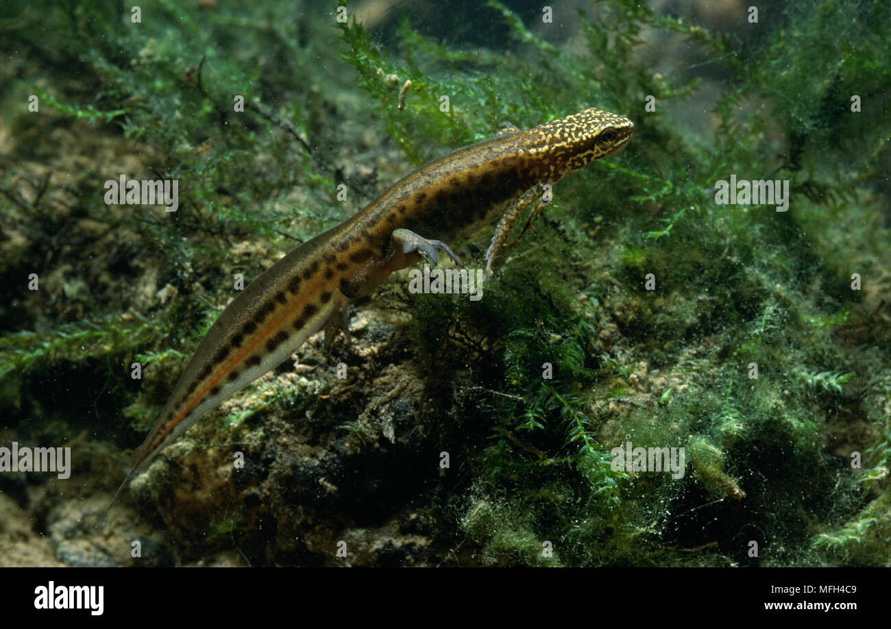 PALMATE NEWT Triturus helveticus underwater Stock Photo - Alamy