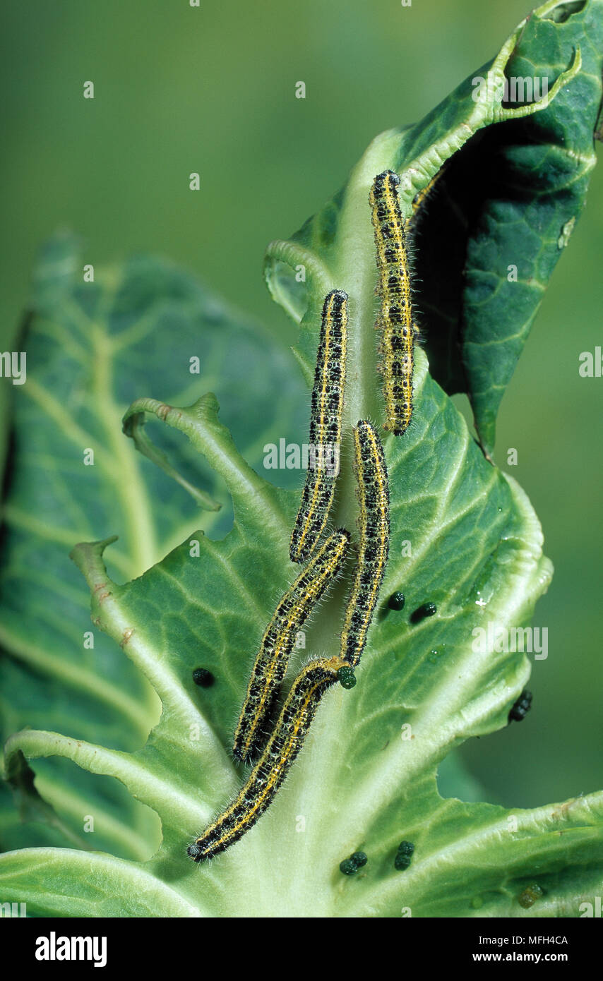 LARGE WHITE BUTTERFLY larvae Pieris brassicae on cabbage Stock Photo ...