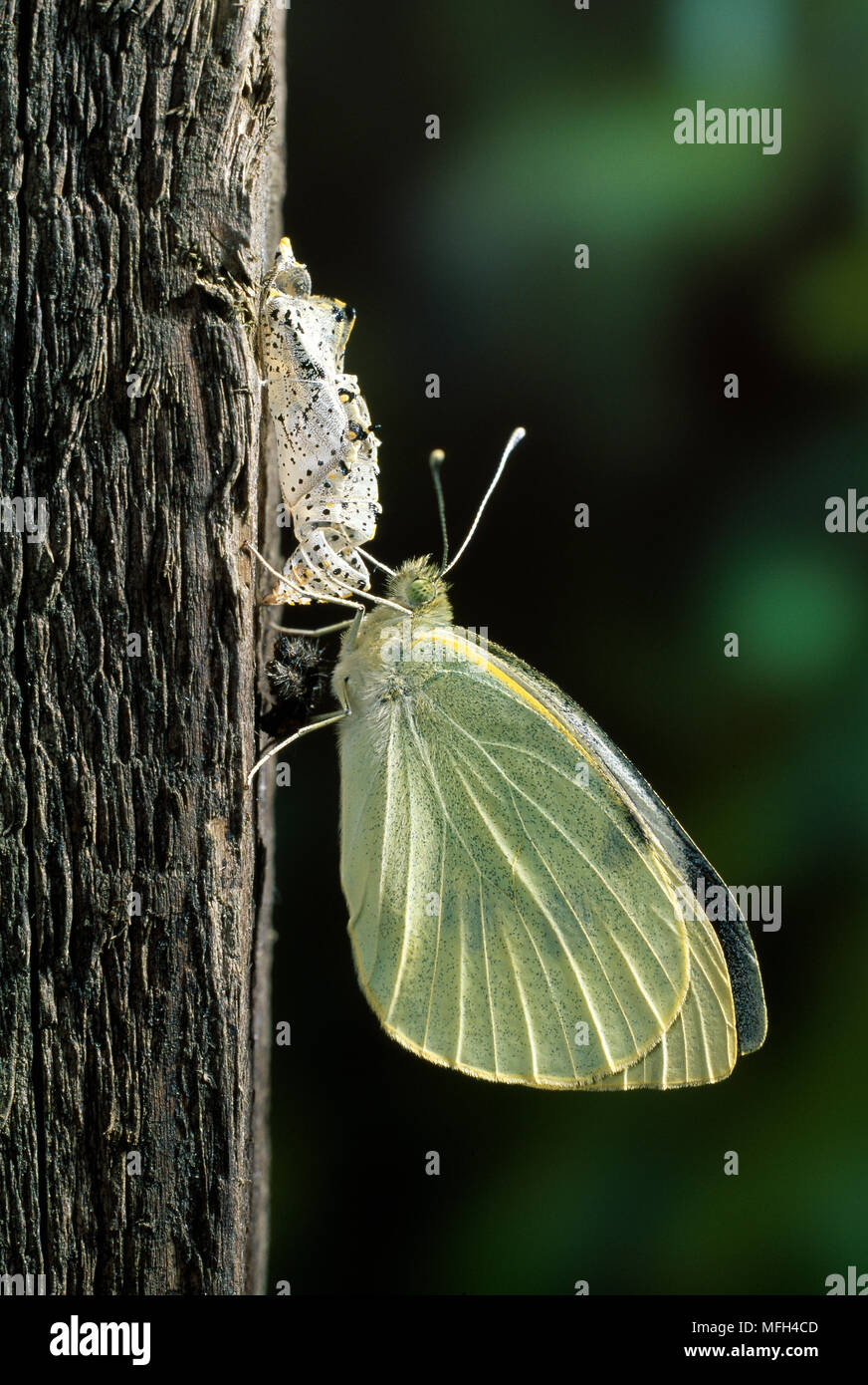 LARGE WHITE BUTTERFLY Pieris brassicae newly emerged from pupa Stock ...