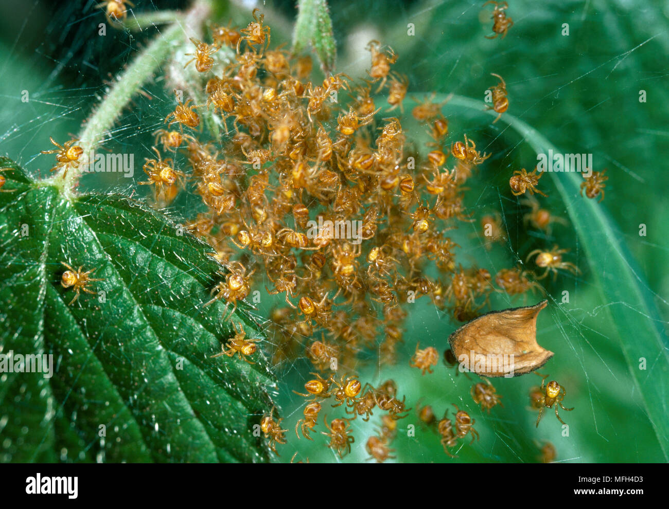 Nest of young spiders Stock Photo - Alamy
