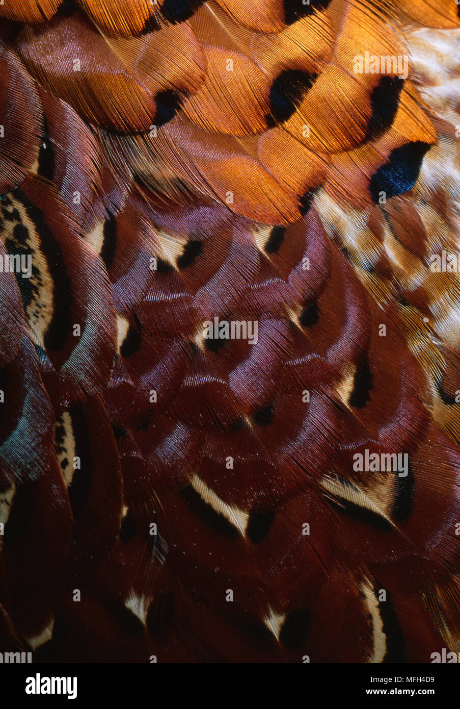 PHEASANT male, plumage Phasianus colchicus Detail of contour feathers ...