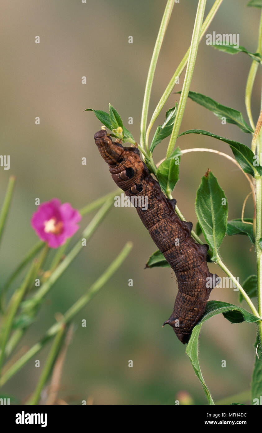 ELEPHANT HAWKMOTH Deilephila elpenor larva on foliage Stock Photo - Alamy