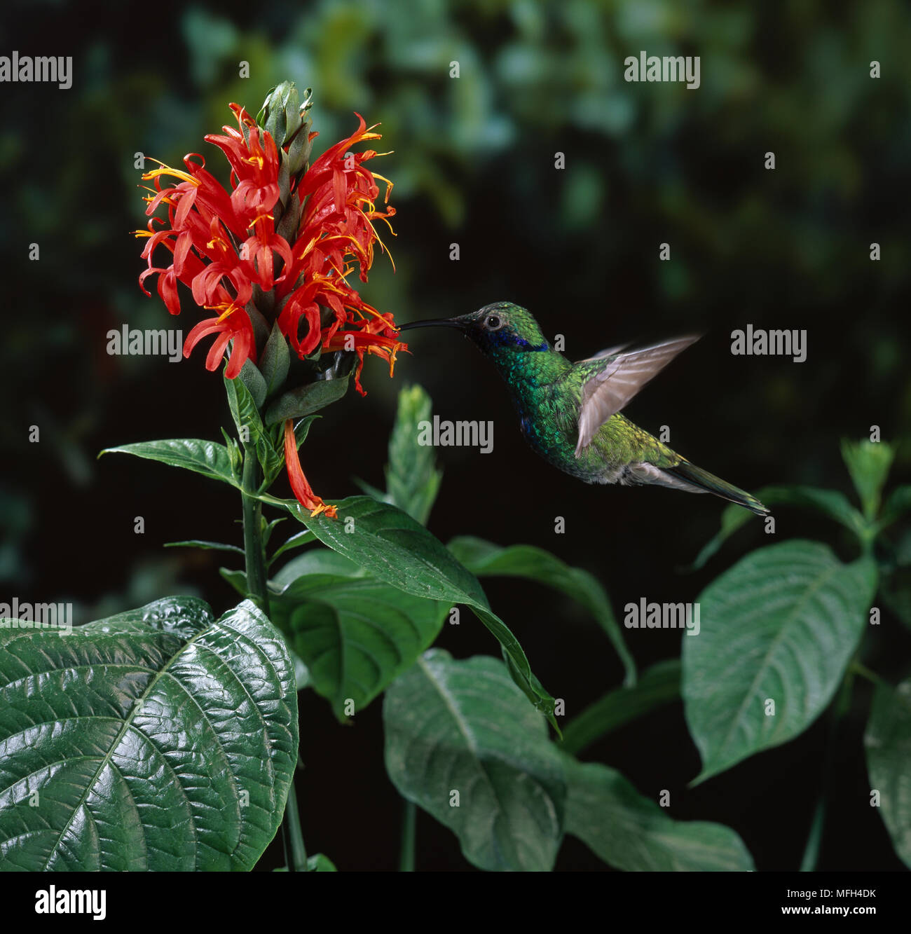 SPARKLING VIOLET-EAR HUMMINGBIRD Colibri coruscans in flight, sipping ...