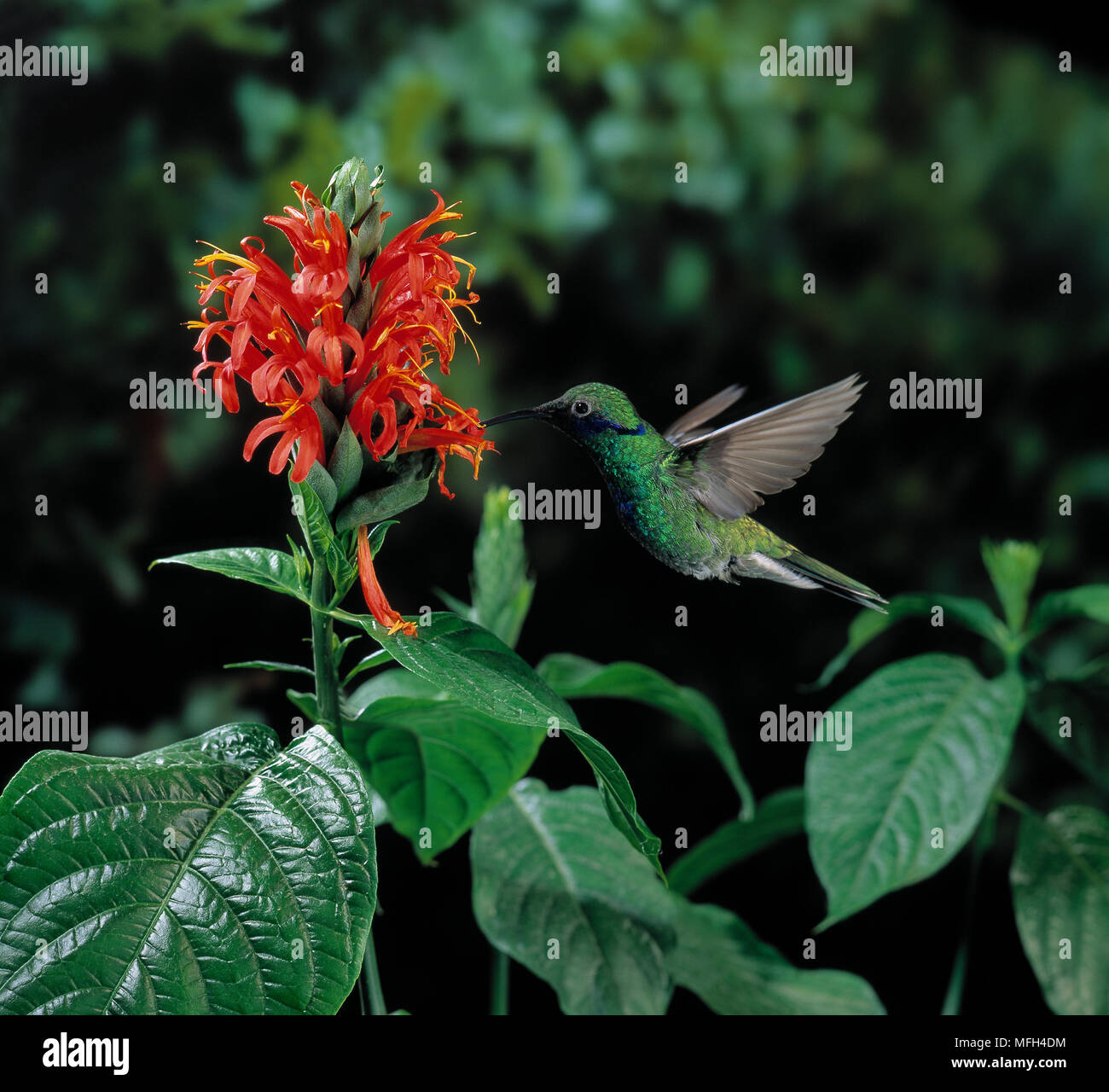 SPARKLING VIOLET-EAR HUMMINGBIRD Colibri coruscans in flight, sipping ...