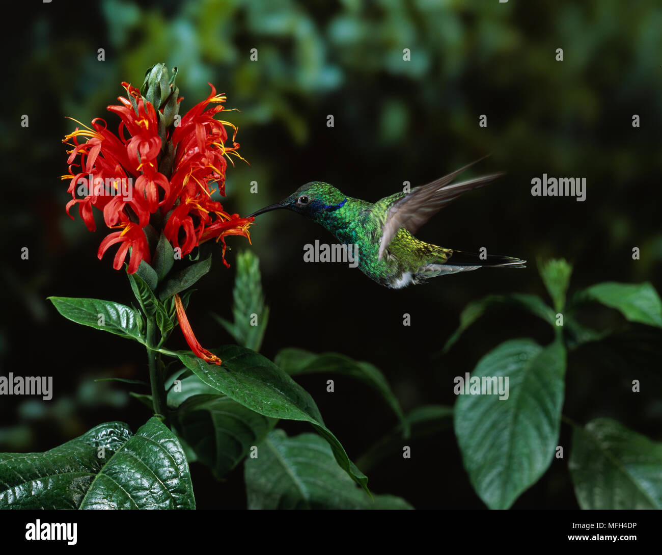 SPARKLING VIOLET-EAR HUMMINGBIRD Colibri coruscans in flight, sipping ...