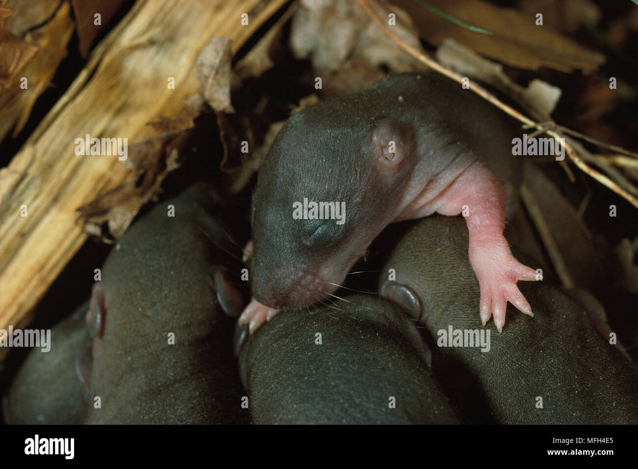 Old english rat hi-res stock photography and images - Alamy