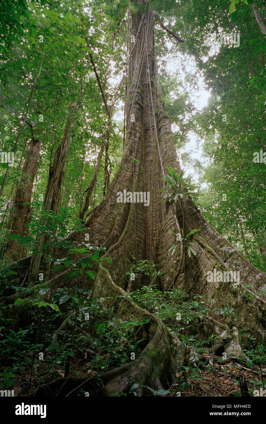 BUTTRESS ROOTS ON TREE TRUNK Rainforest of Dominica Windward Islands ...