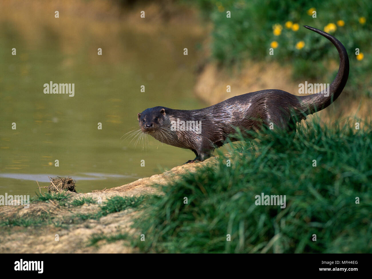 Otter spraint hi-res stock photography and images - Alamy