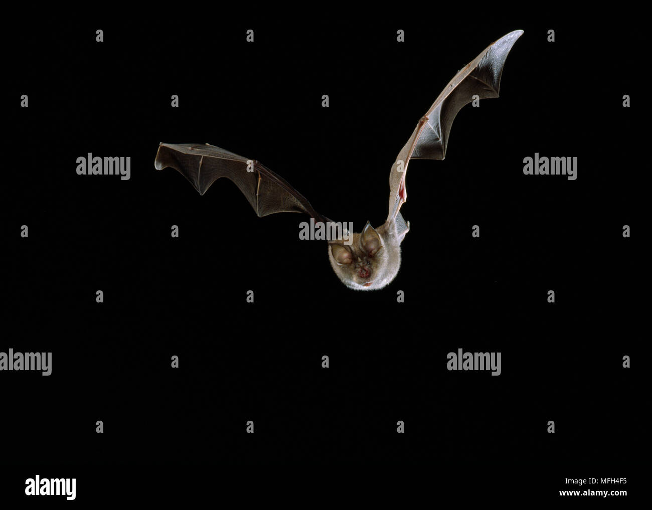 GREATER HORSESHOE BAT Rhinolophus ferrum-equinum male in flight Stock ...