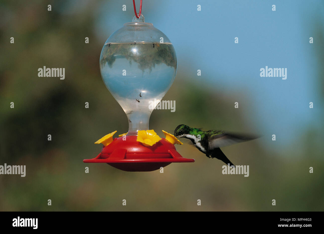 BLACK-THROATED MANGO HUMMINGBIRD at bird feeder Anthracothorax ...