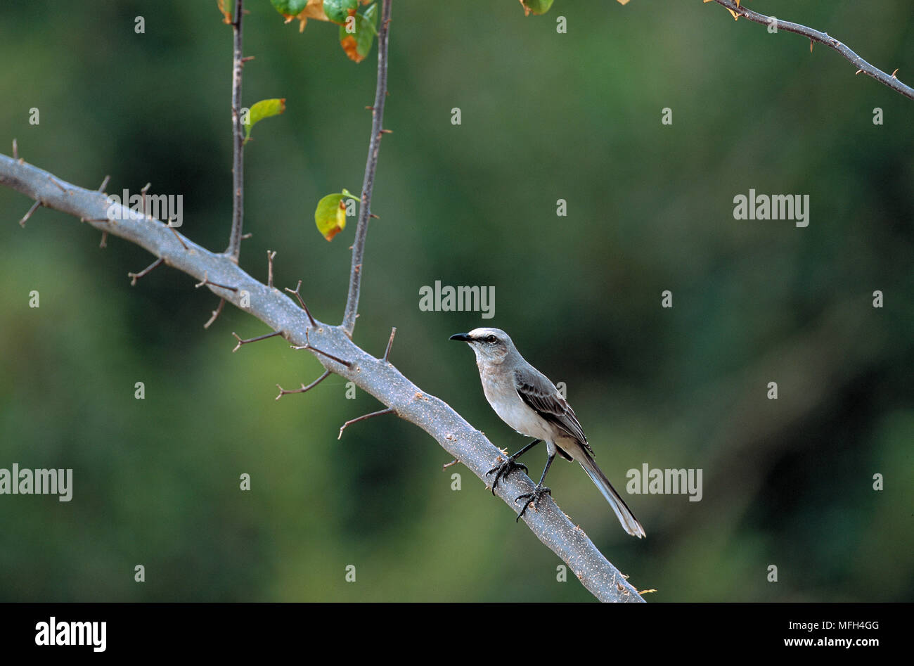 TROPICAL MOCKINGBIRD on branch Mimus gilvus Tobago, West Indies Stock ...