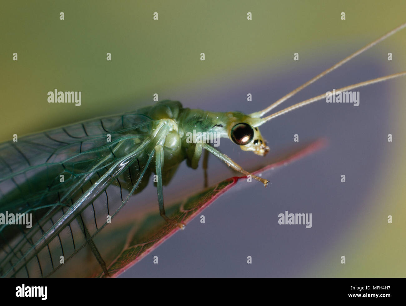 Chrysopa sp hi-res stock photography and images - Alamy