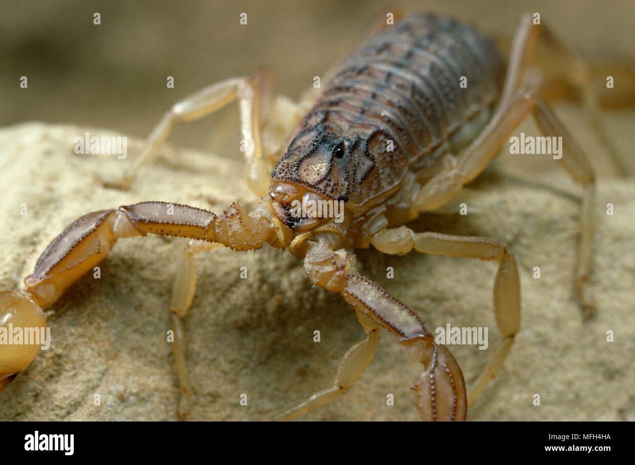 YELLOW SCORPION anterior view Buthus occitanus showing chelae & legs ...