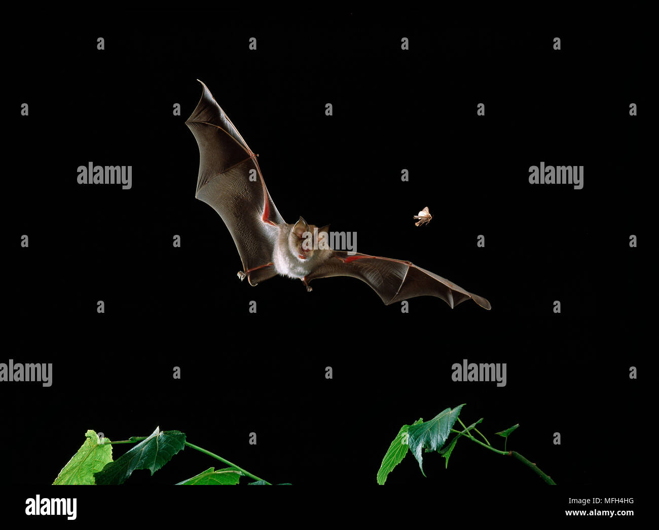 GREATER HORSESHOE BAT Rhinolophus ferrum-equinem in flight chasing moth ...