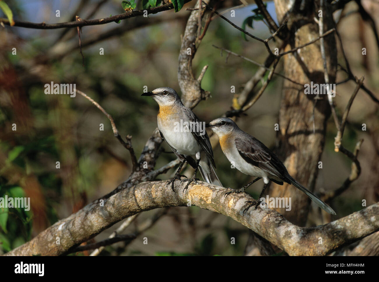 Pair of mockingbirds hi-res stock photography and images - Alamy