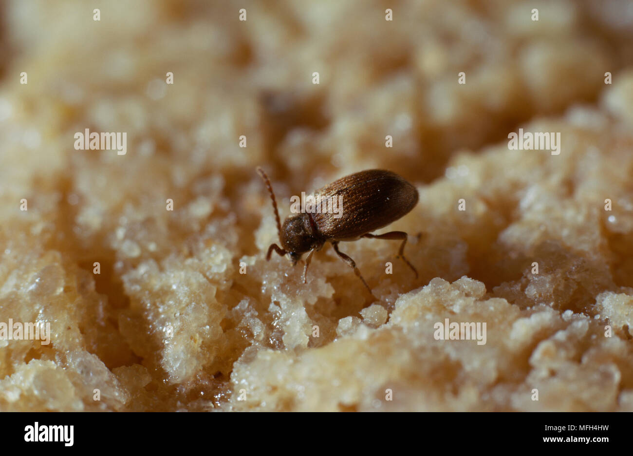 AUSTRALIAN SPIDER BEETLE Ptinus tectus on bread Stock Photo - Alamy