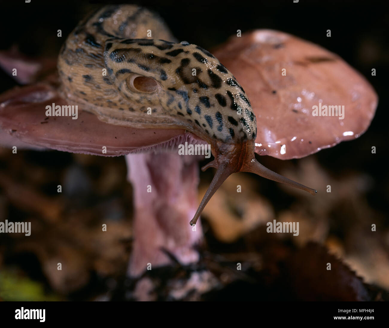LEOPARD SLUG Limax sp. on toadstool, anterior view Stock Photo - Alamy