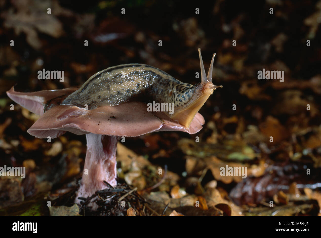 LEOPARD SLUG Limax sp. on toadstool Stock Photo - Alamy