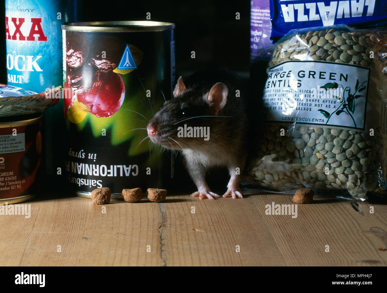 Brown rat mammal uk british rattus vermin pest hi-res stock photography ...