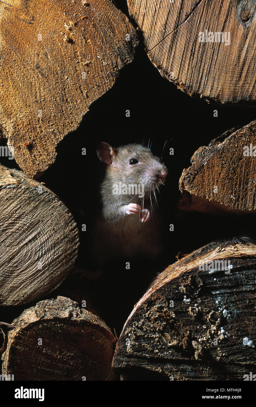 BROWN RAT Rattus norvegicus on lookout from middle of pile of logs ...