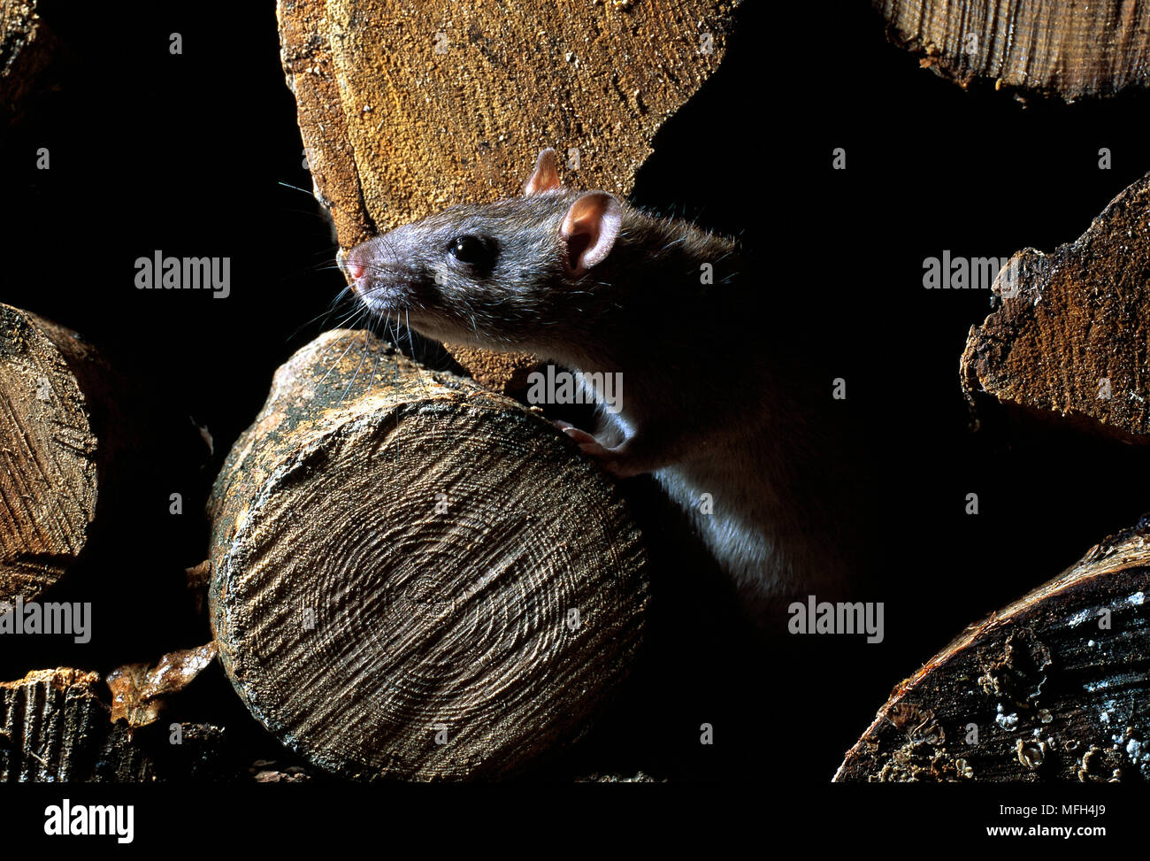 BROWN RAT Rattus norvegicus emerging from pile of logs Stock Photo - Alamy