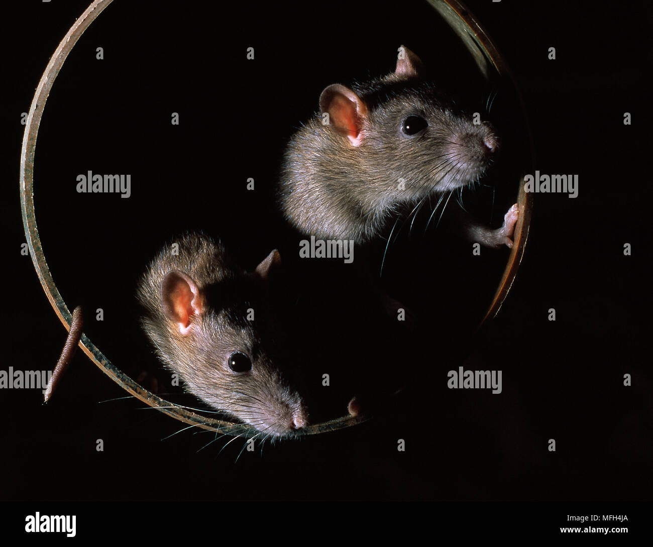 BROWN RAT Rattus norvegicus two looking from large pipe Stock Photo - Alamy