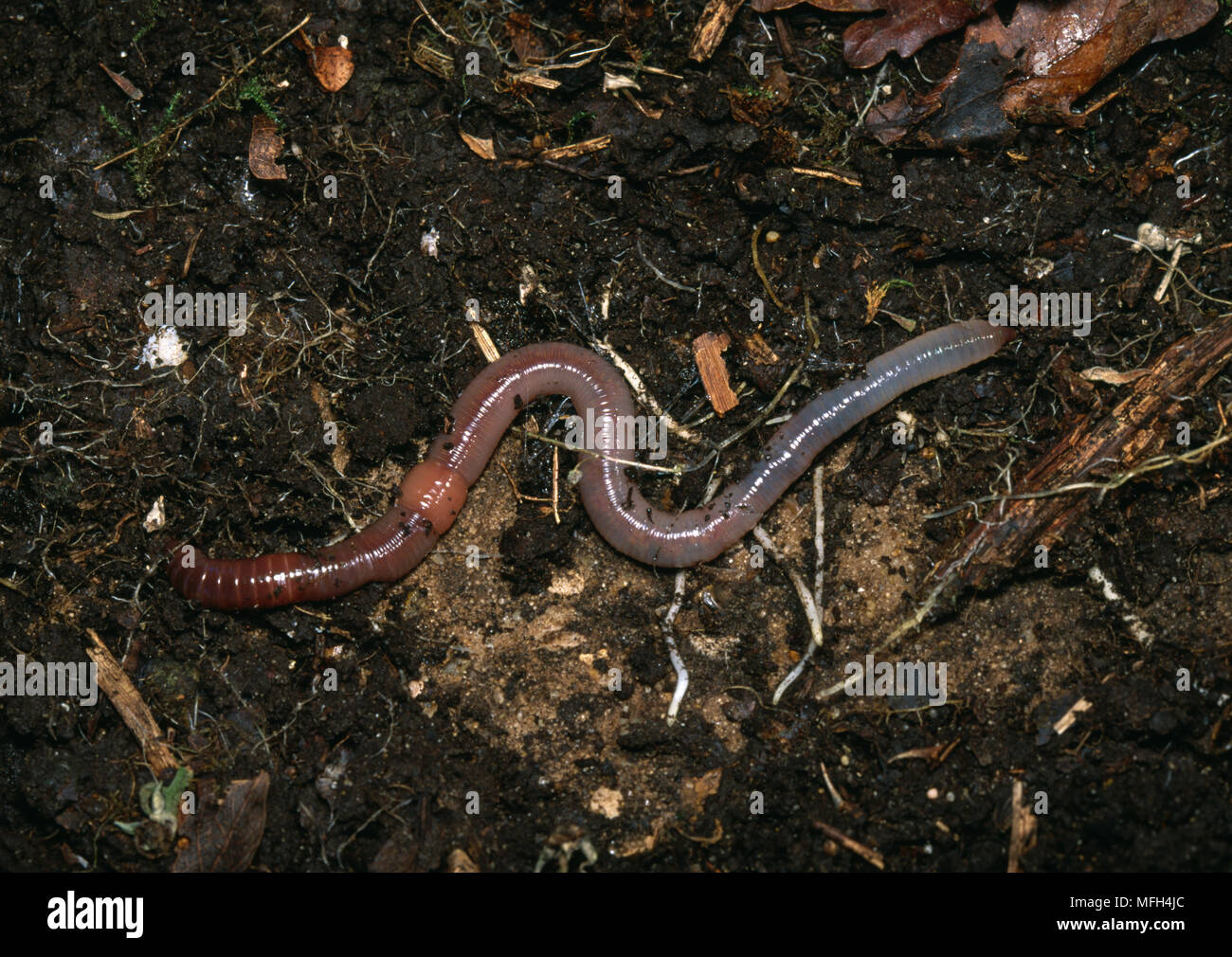 EARTHWORM exposed after removal of covering stone Stock Photo - Alamy