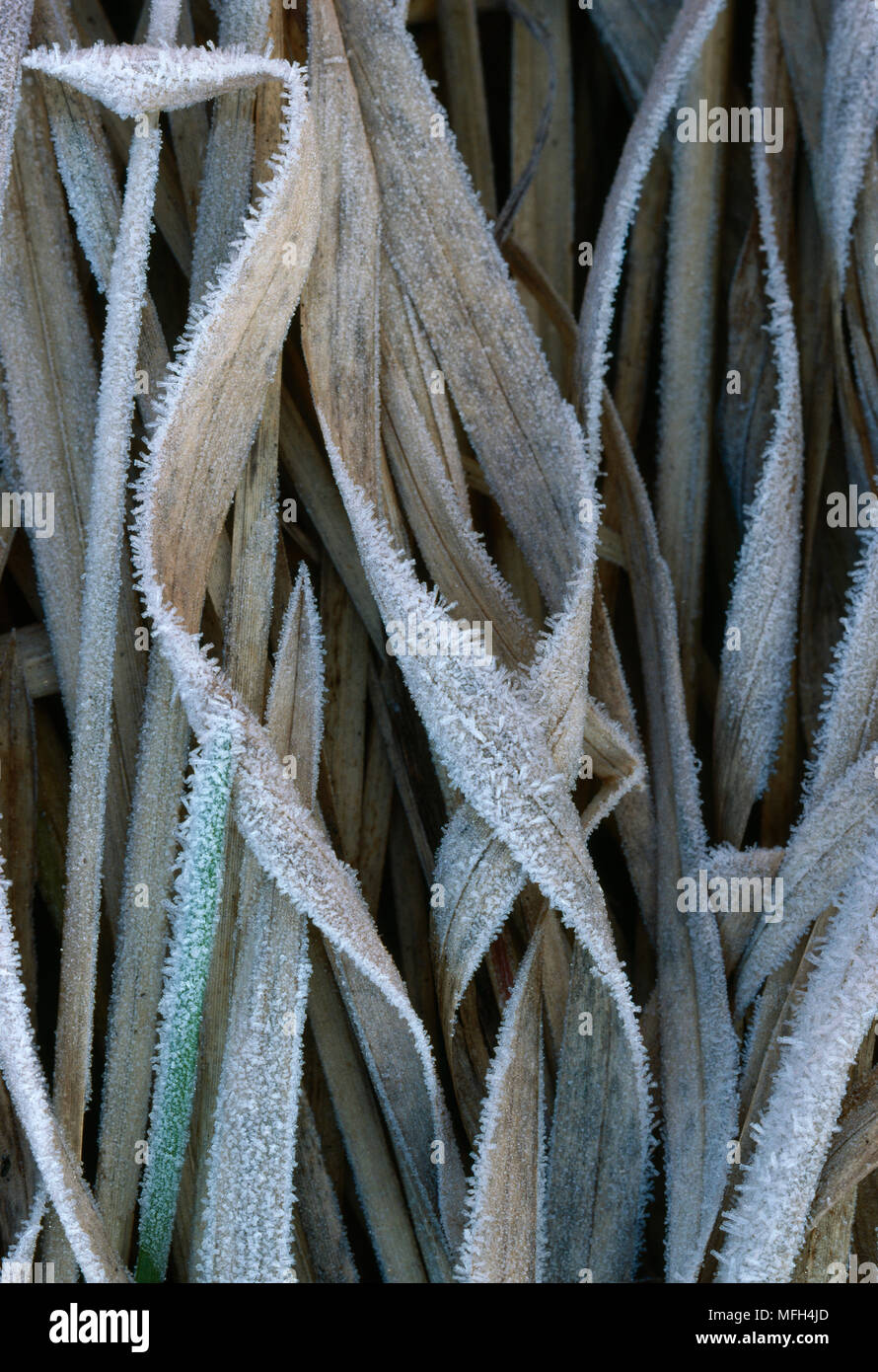 Heavy frosts hi-res stock photography and images - Alamy
