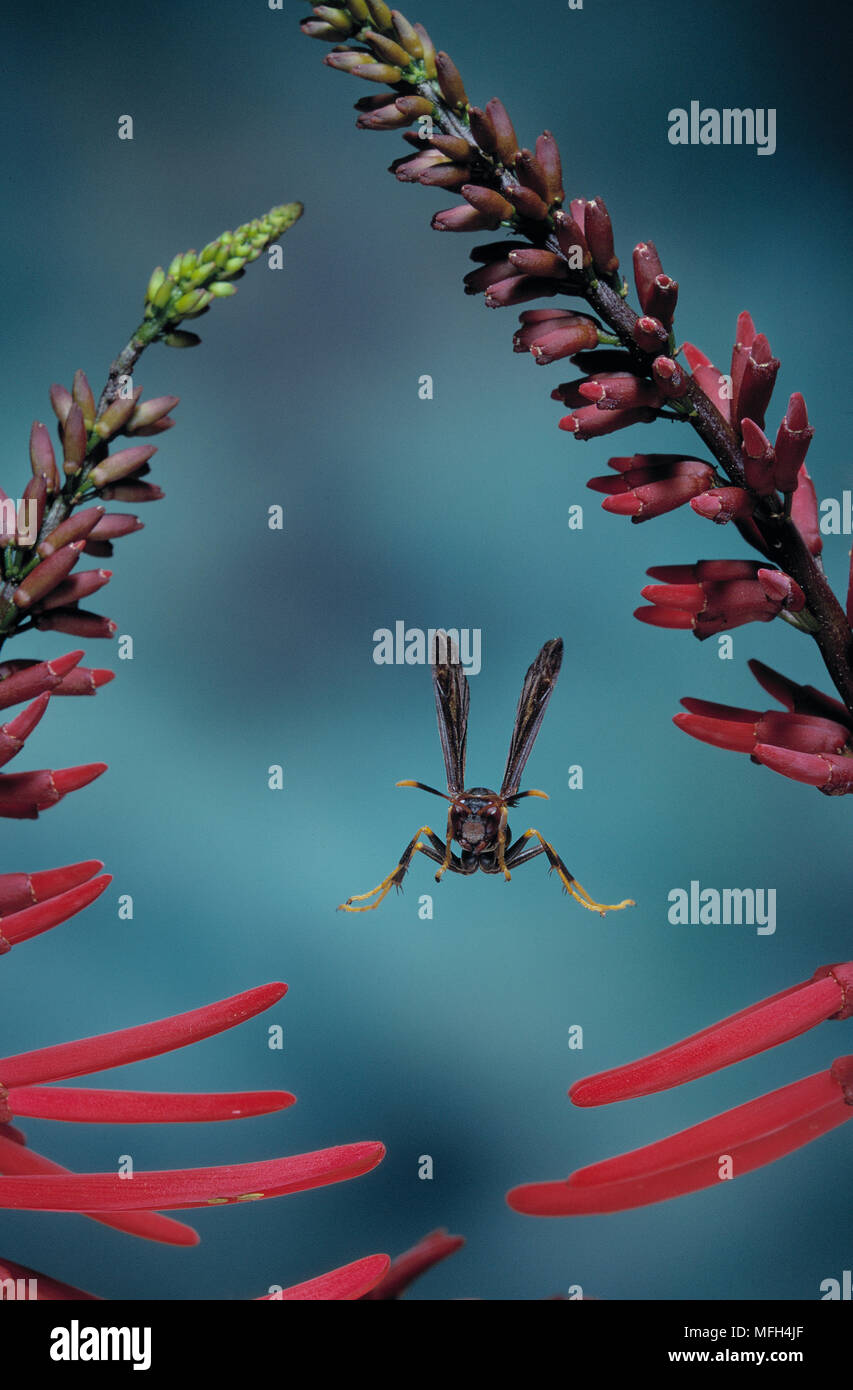 PAPER WASP in flight Polistes metricus Everglades, Florida, USA Stock ...