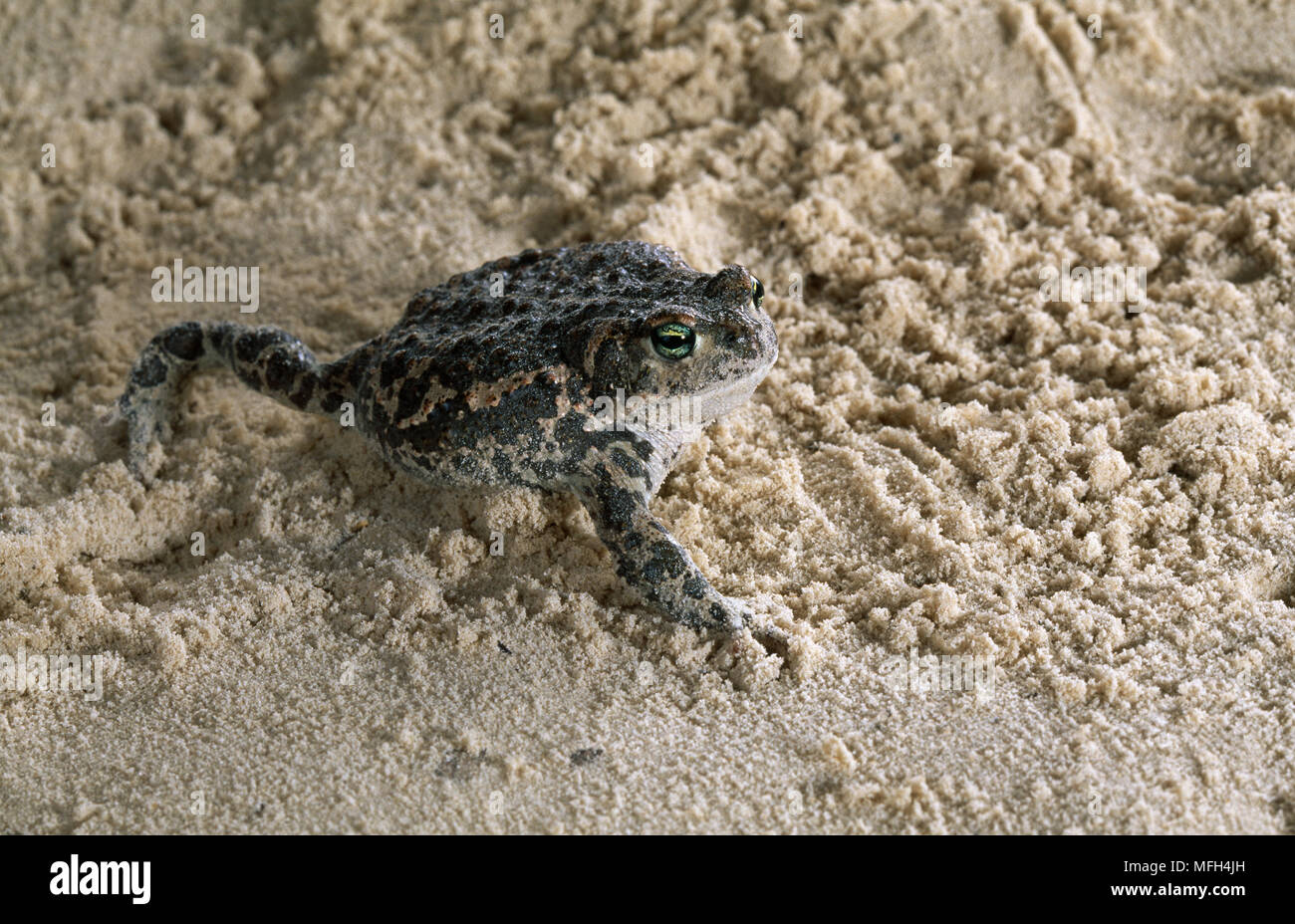 Natterjack toads uk sand hi-res stock photography and images - Alamy