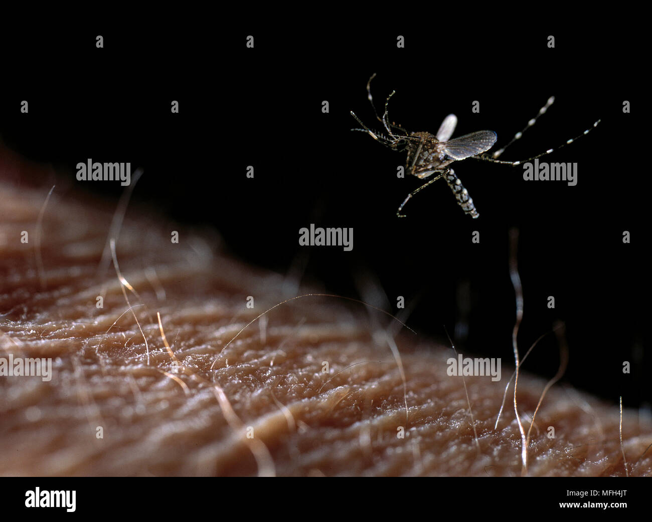 MOSQUITO Aedes sp. landing Stock Photo - Alamy