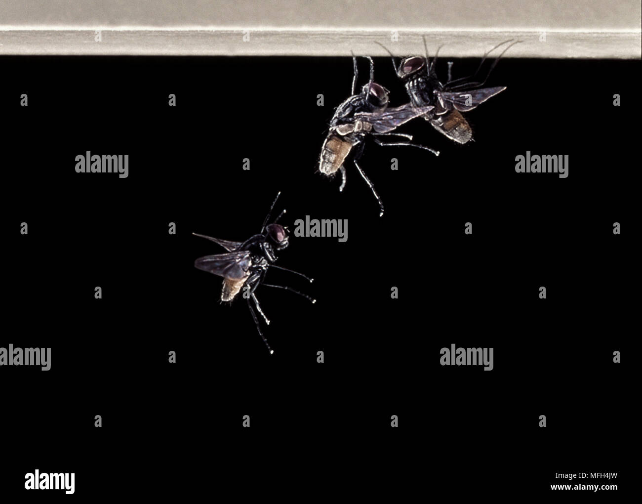 Fly housefly hi hi-res stock photography and images - Alamy