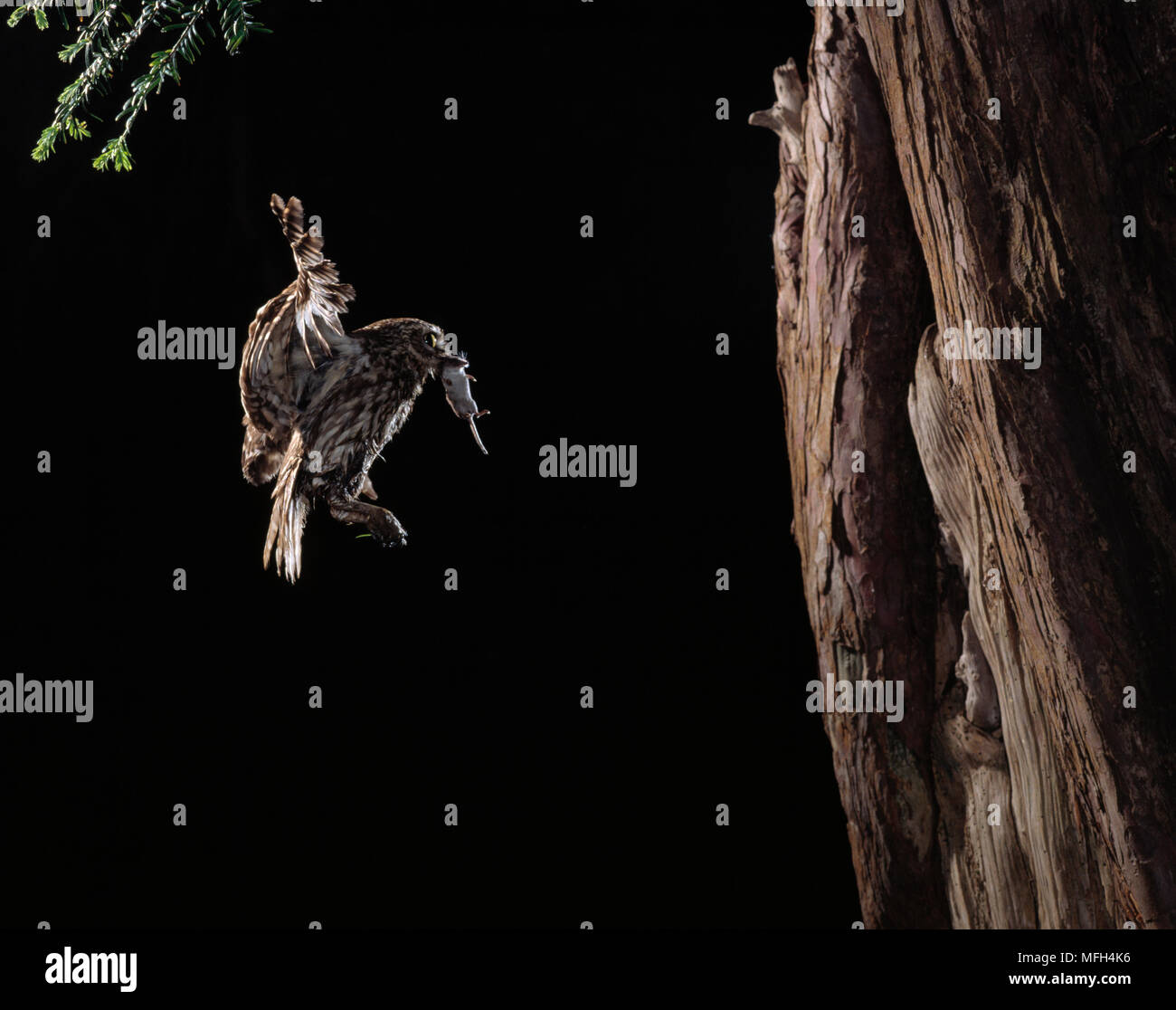 Shrew's nest hi-res stock photography and images - Alamy