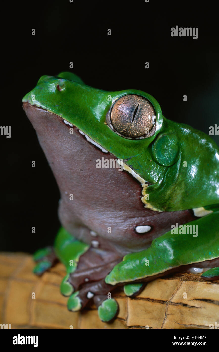 Phyllomedusa bicolor hi-res stock photography and images - Alamy