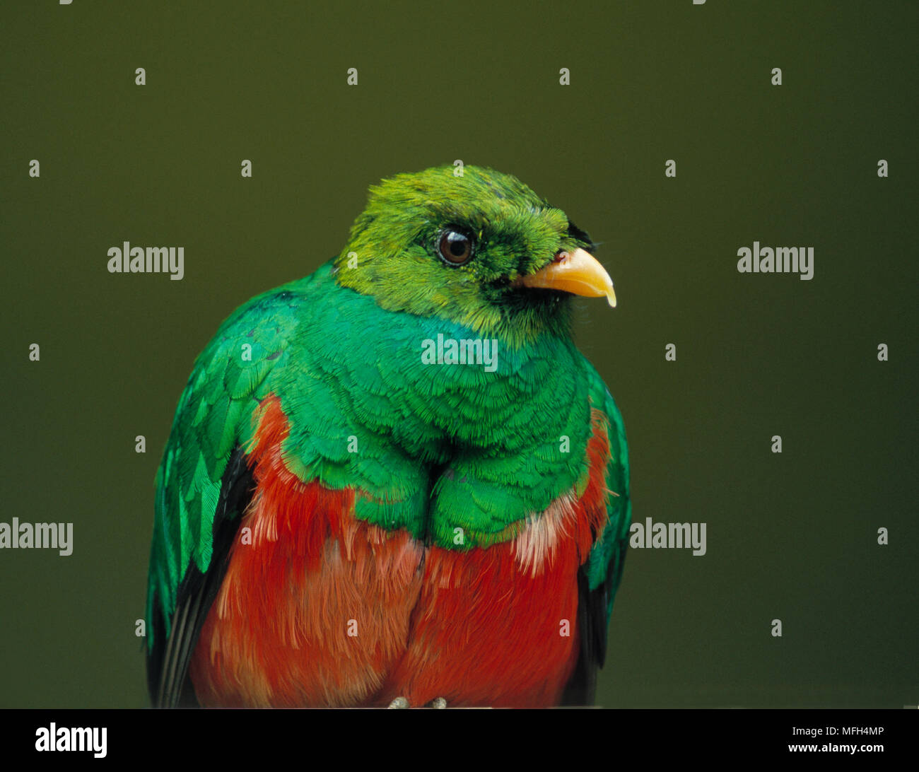 Resplendent trogons hi-res stock photography and images - Alamy