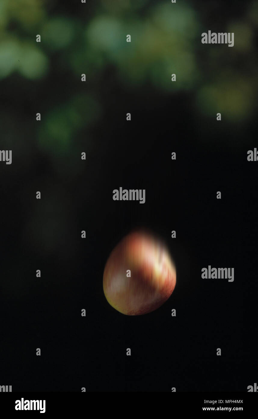 High speed photography and apple hi-res stock photography and images ...