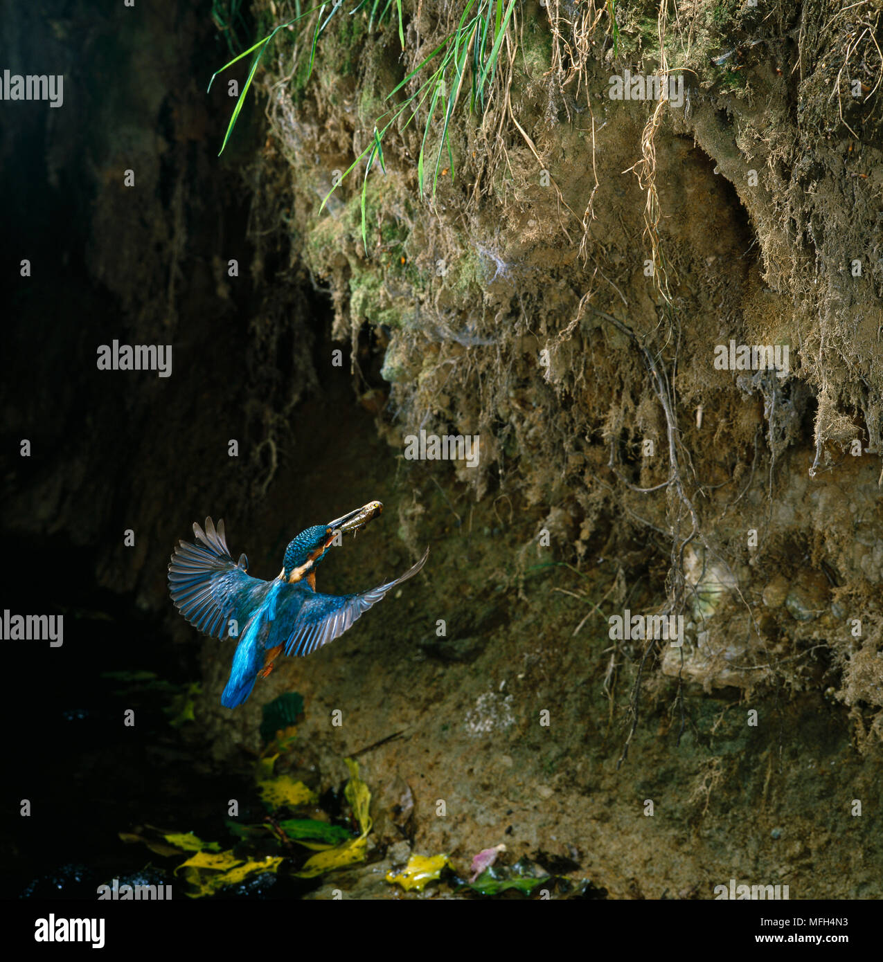 Kingfishers nesting hole hi-res stock photography and images - Alamy