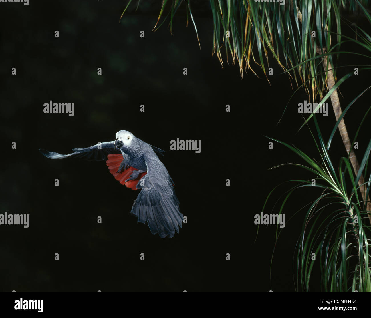 African Grey Parrot Flying High Resolution Stock Photography and Images ...