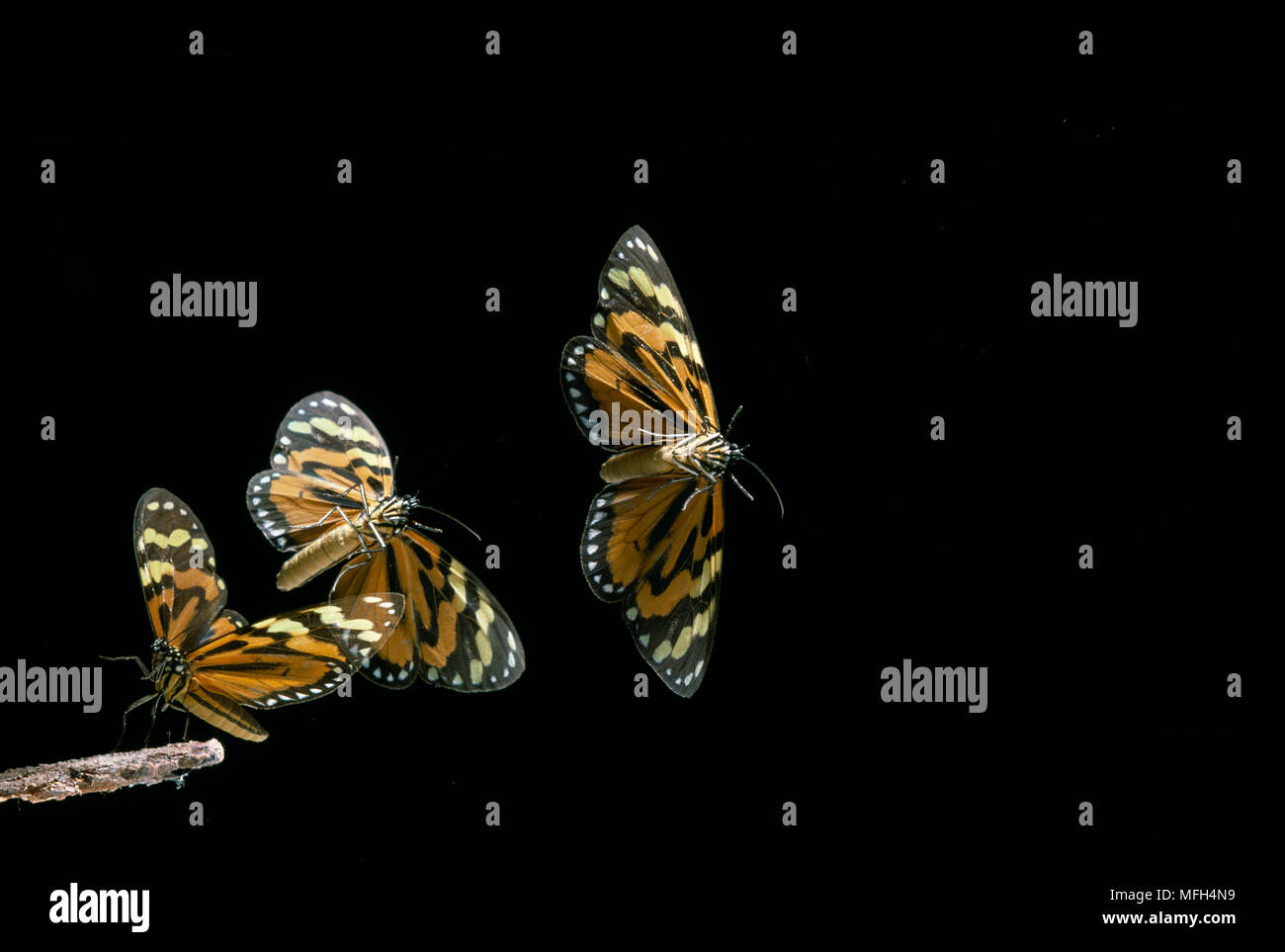 Chetone angulosa hi-res stock photography and images - Alamy