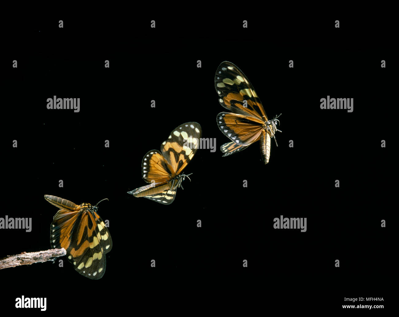 Chetone angulosa hi-res stock photography and images - Alamy