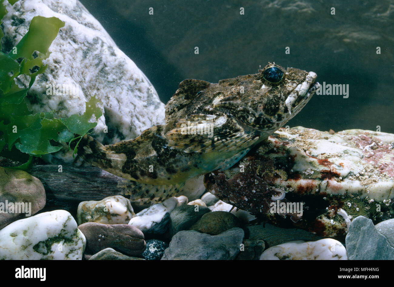 LONG-SPINED SEA SCORPION Taurulus bubalis Stock Photo - Alamy