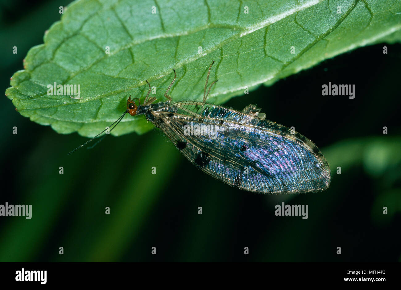 GIANT LACEWING courting Osmylus fulvicephalus scent gland at tip of ...