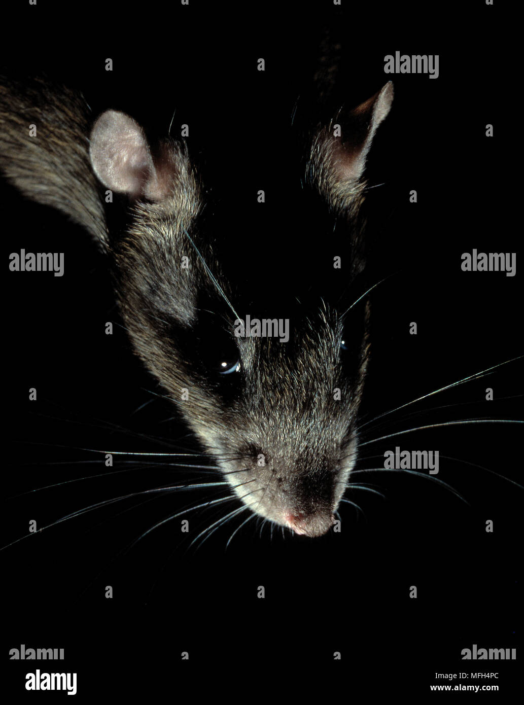 Brown rat mammal uk british rattus vermin pest hi-res stock photography ...