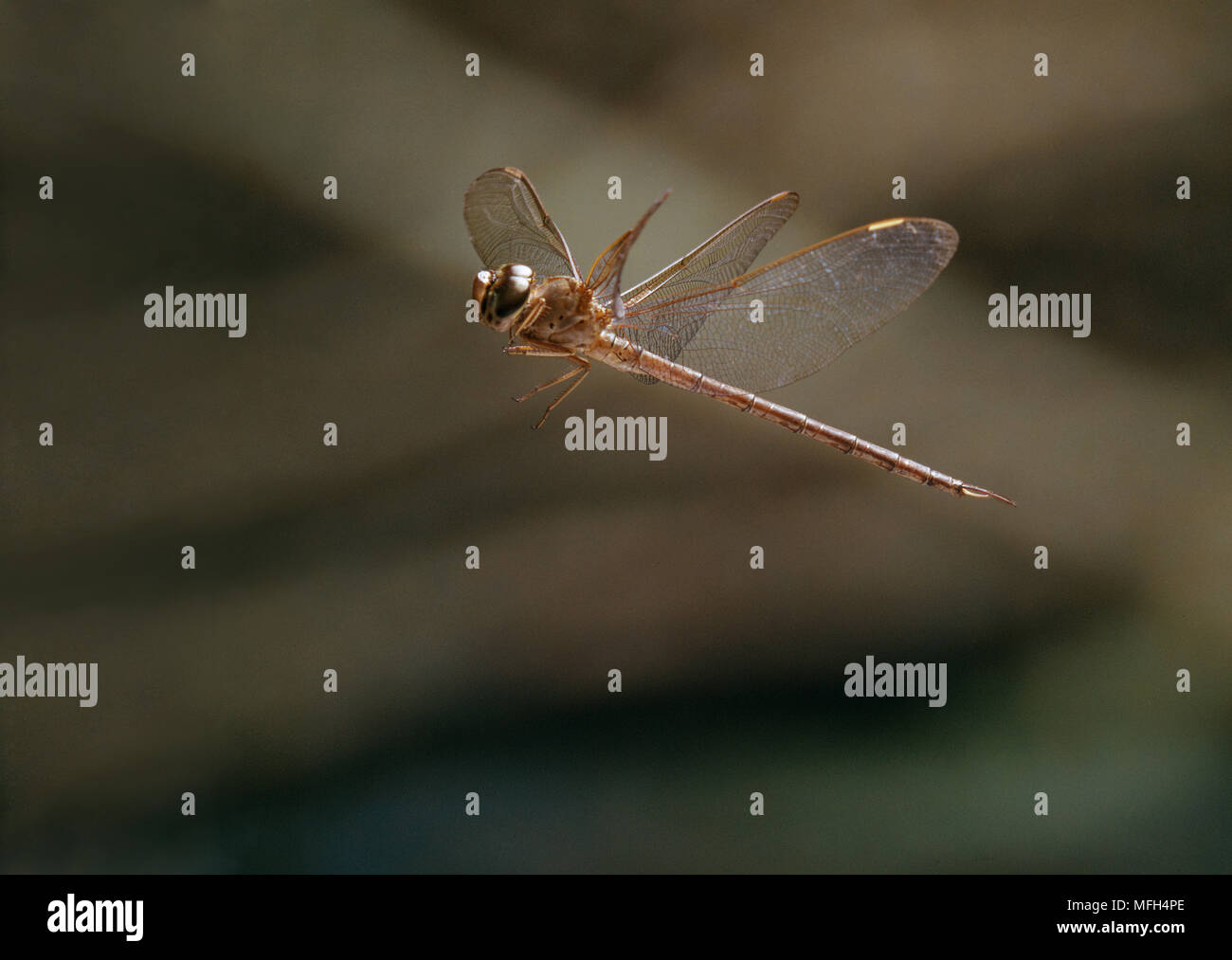 Florida dragonflies hi-res stock photography and images - Alamy