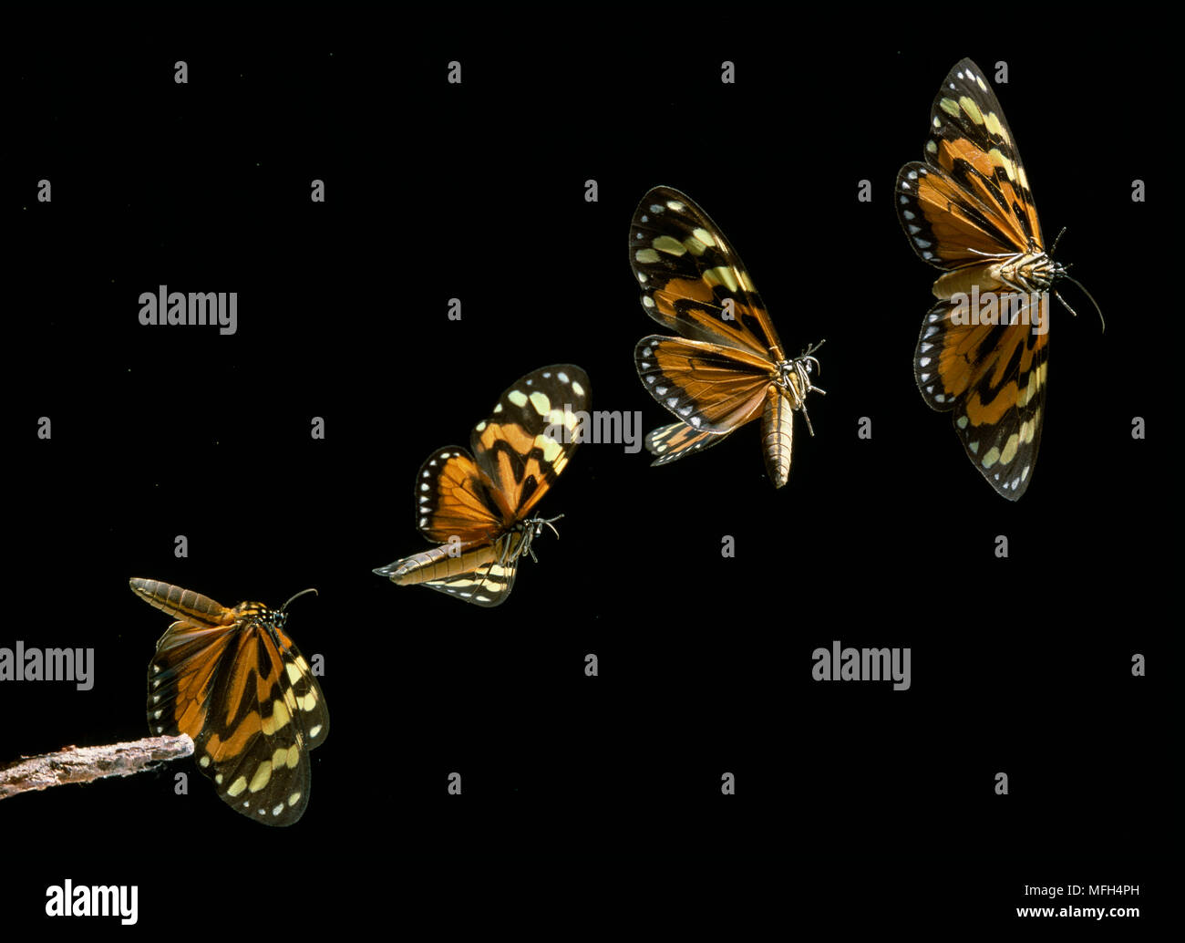 PERICOPID MOTH or HYPSID MOTH Chetone angulosa taking off (multiflash ...