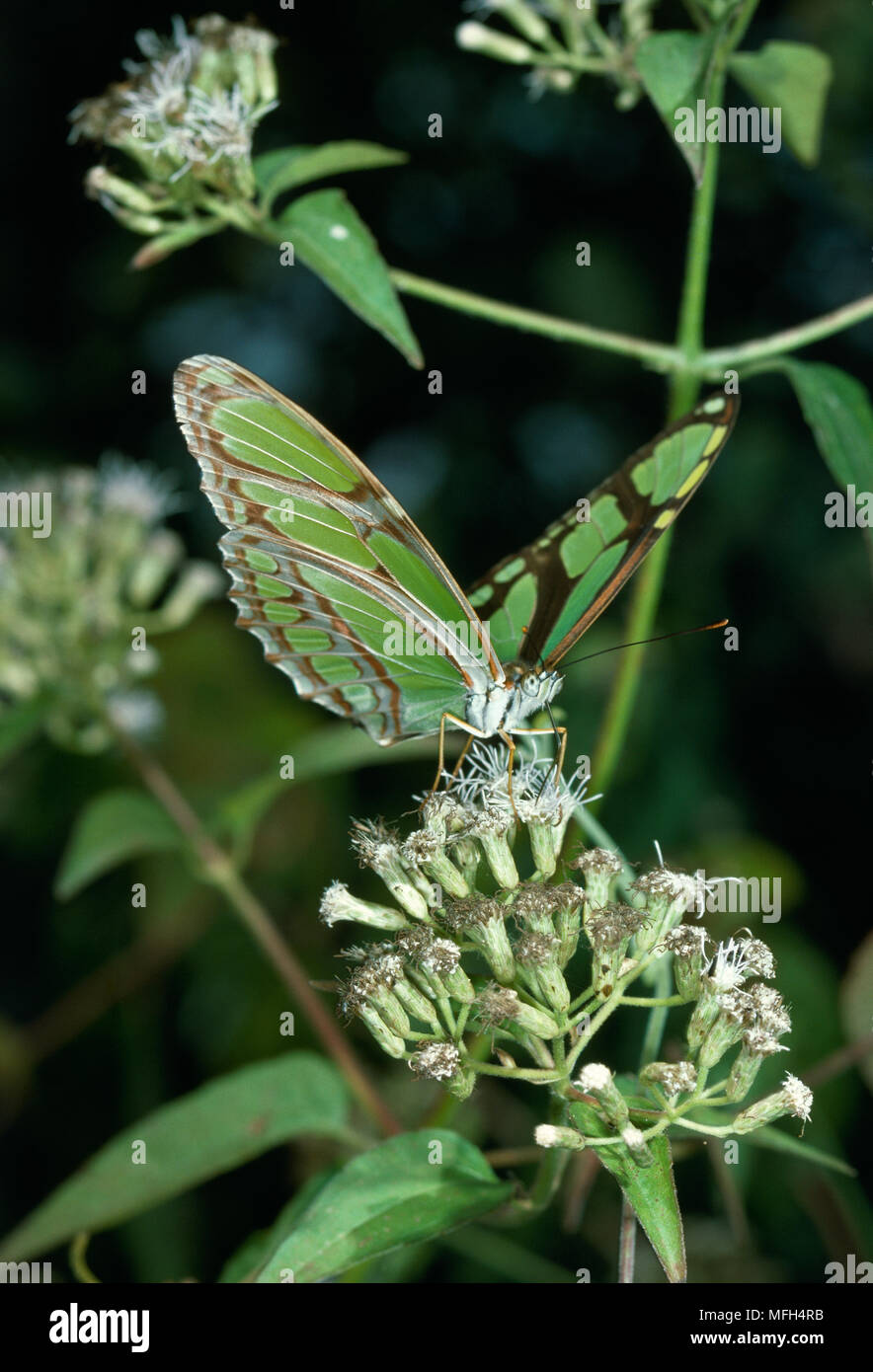 Heliconid butterflies hi-res stock photography and images - Alamy