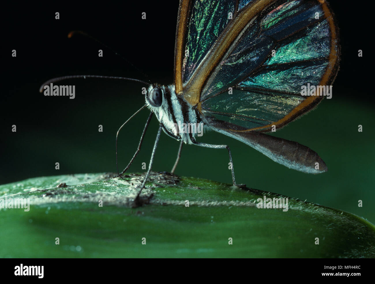 SKELETON BUTTERFLY drinking Pteronymia sp. Venezuela, South America ...